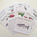 Learning Cards by Tiny Nest Studio | Salmon Life Cycle – Little Alaskan
